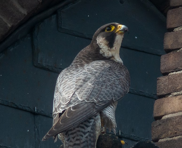 De Slechtvalken van de Parkstraat: Contact / de Valken