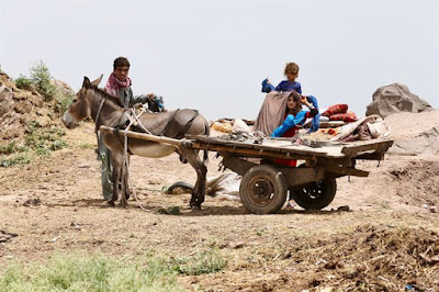 Pakistan to earn millions in donkey exports to China