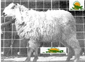 Veterinary Sciences: Sheep Breeds of Pakistan