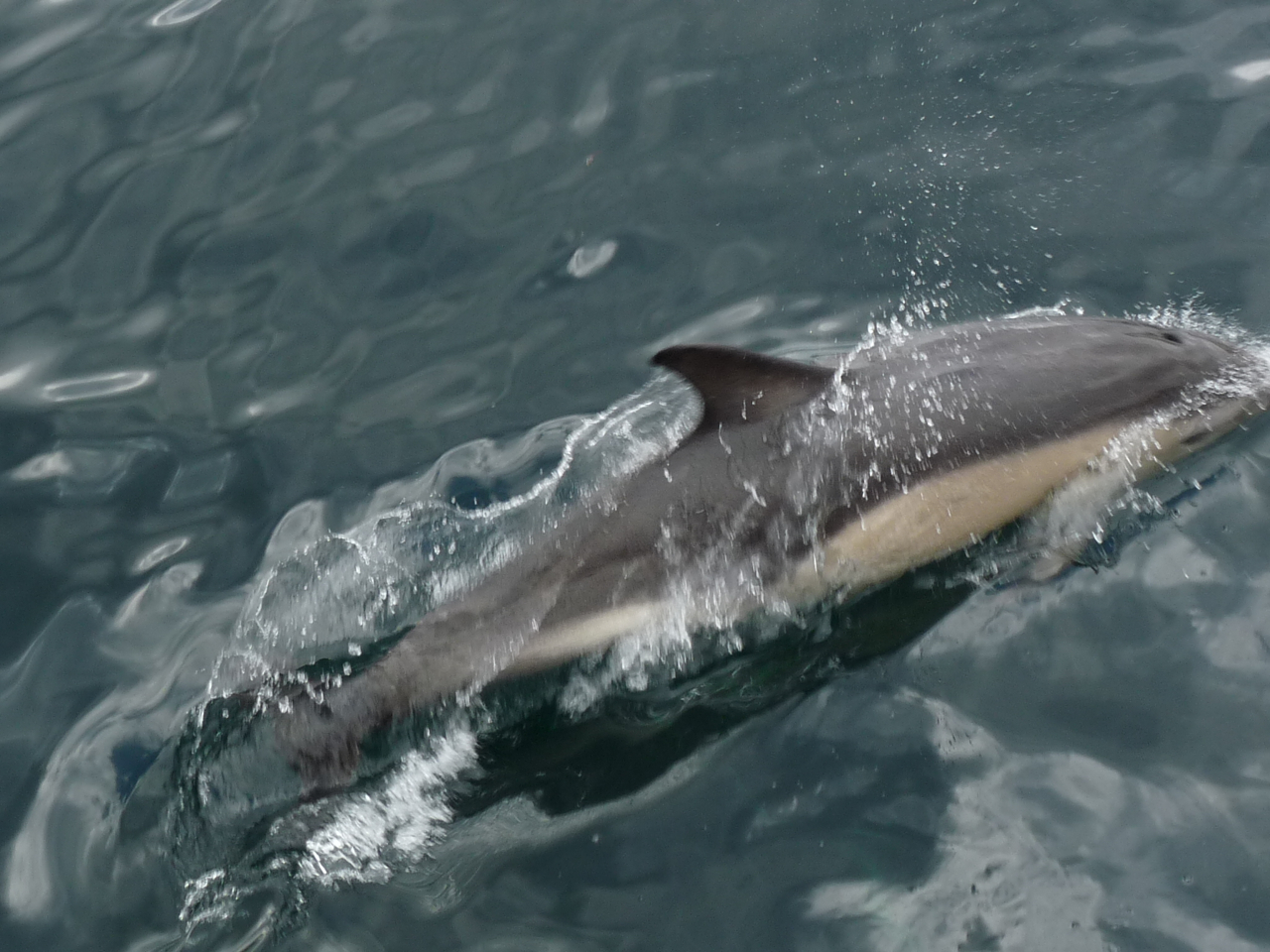 Wild and Wonderful: July 2012