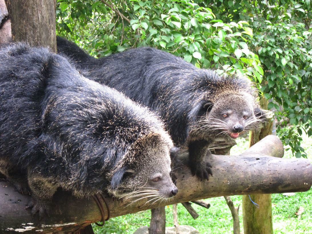myrna ..: Binturong ...
