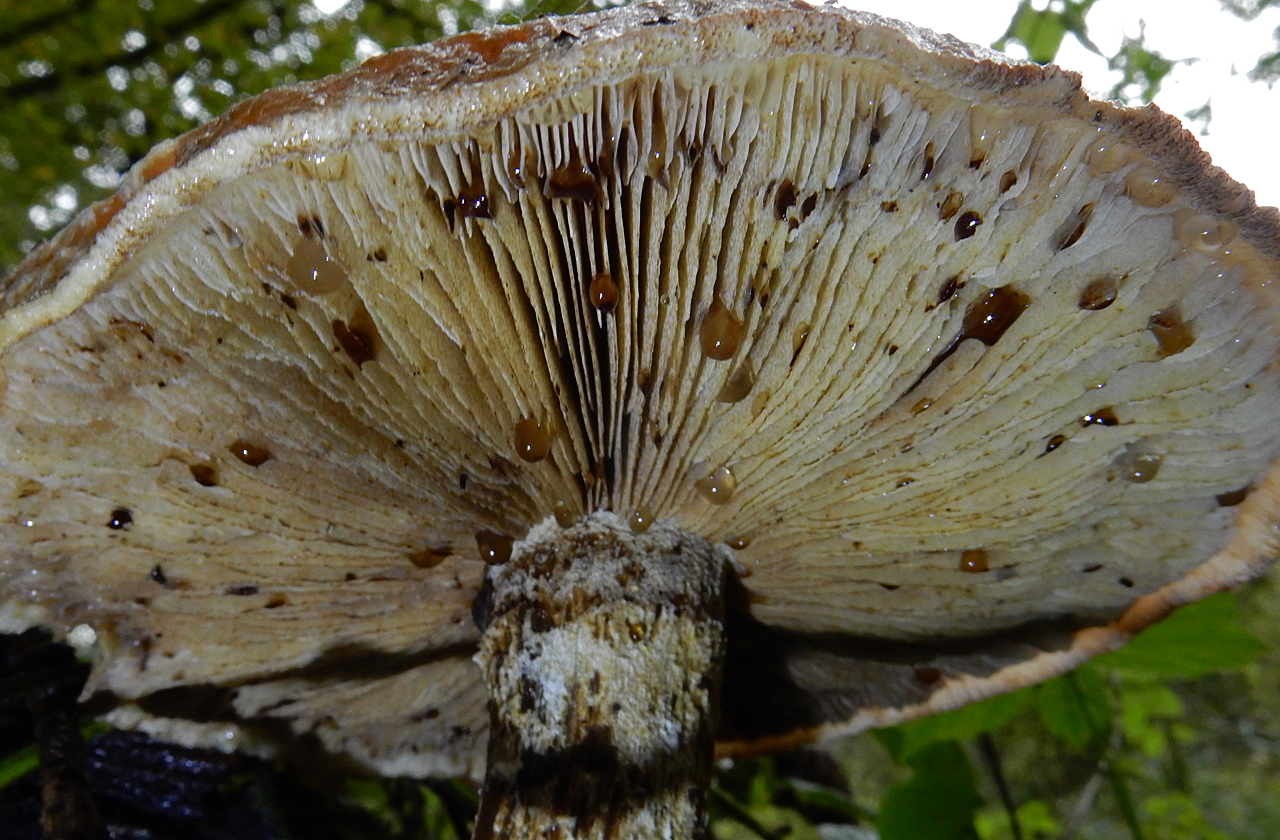 Jozef van der Heijden - Natuurfotografie: De Zwavelzwam en de Wollige ...