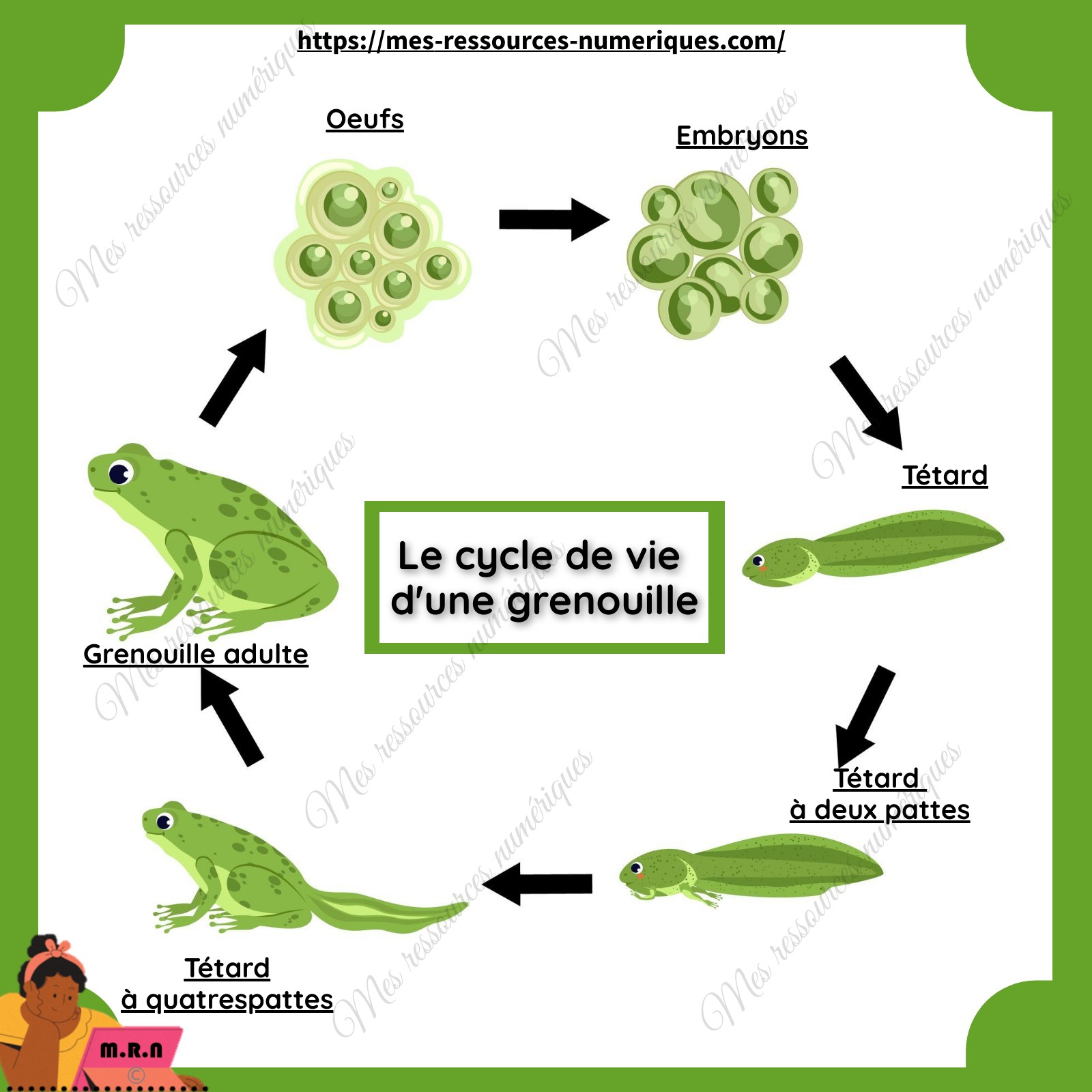 TÉLÉCHARGEZ GRATUITEMENT LE PDF - POSTER - LES CYCLES DE VIE - LE VIVANT
