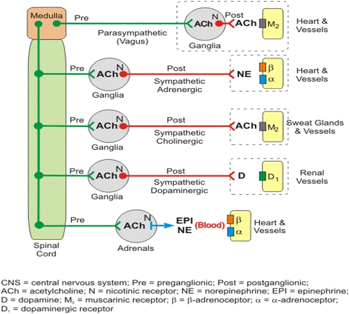 Pharmak Professionals: AUTONOMIC NERVOUS SYSTEM (ANS) PHARMACOLOGY
