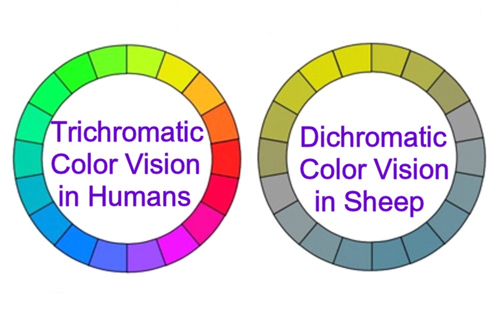 The Spinning Shepherd § La Bergère Filandière: Sheep to Sweater Sunday ...