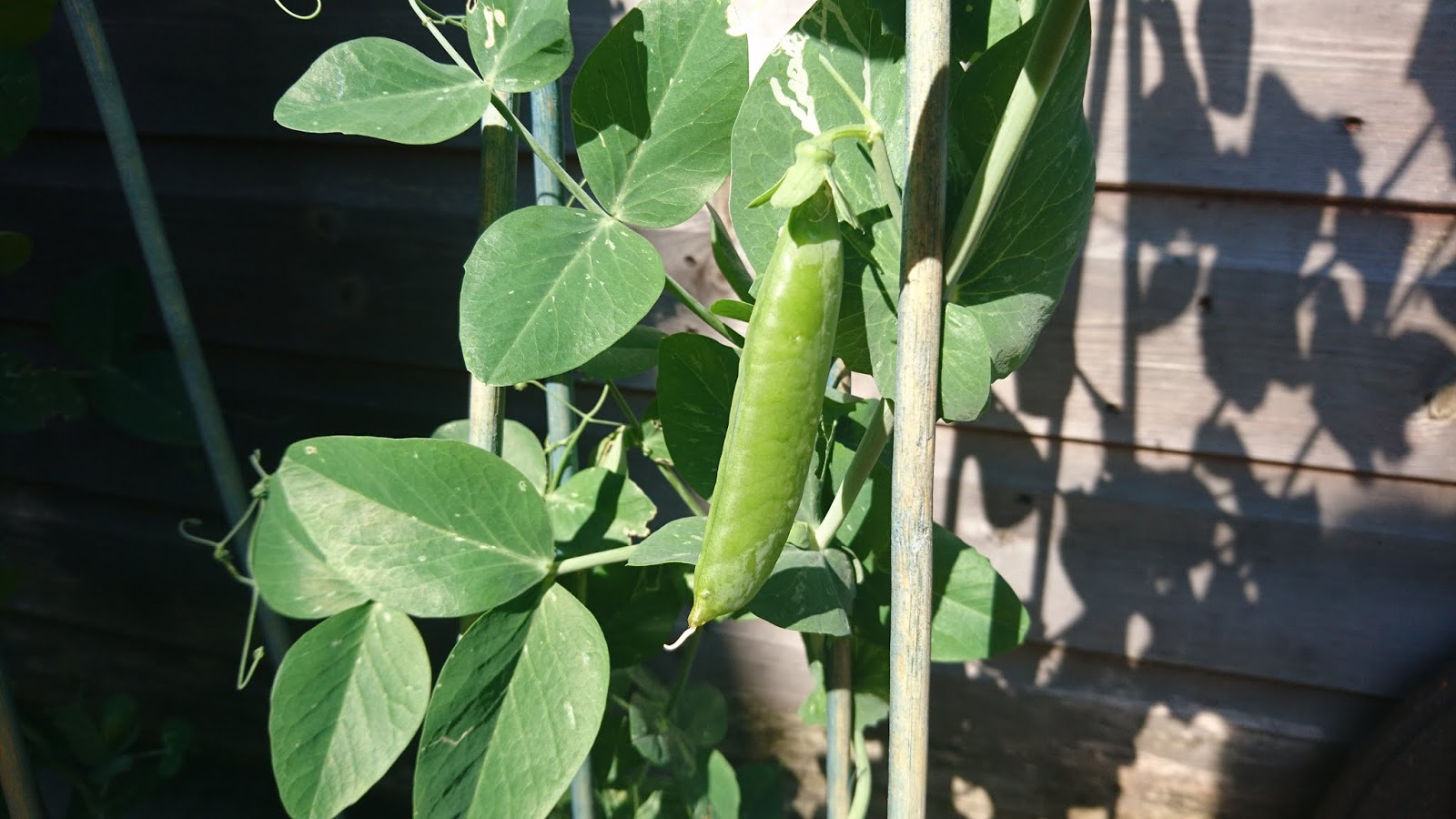 How to grow peas