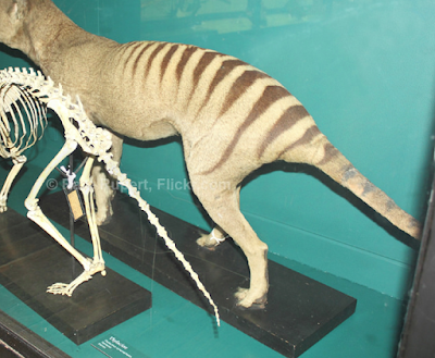 The Hunt for the Australian Tasmanian Tiger: Tasmanian Tiger Tails