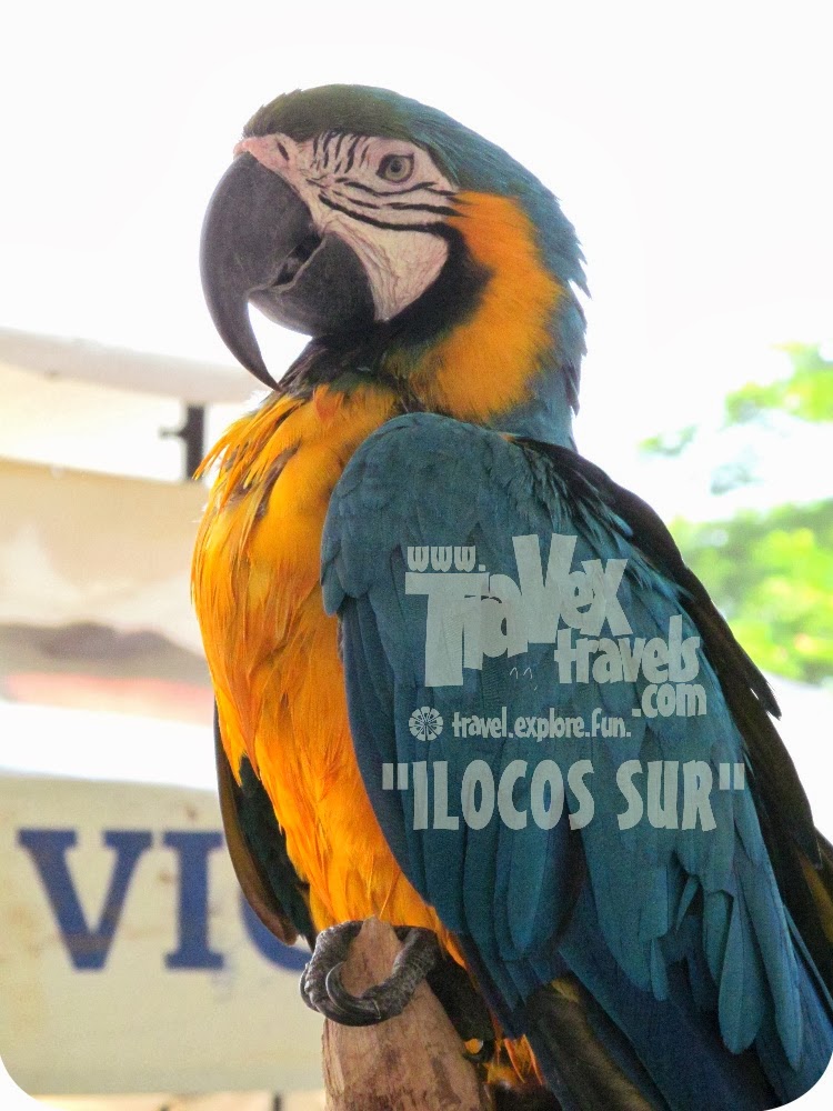 Animals and More at Baluarte in Vigan - Travex Travels - Travel ...