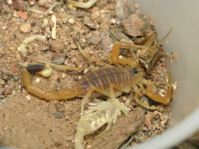 Deathstalker Most Dangerous Scorpion In The World | The Wildlife