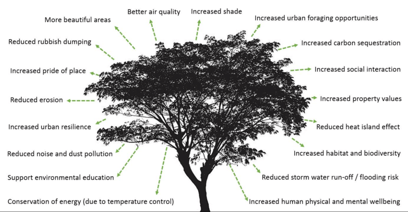 Green Team Gazette: The Benefit of Trees