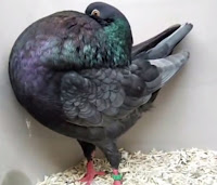 World 4 Pets: Holle Cropper National Pigeon Show Germany