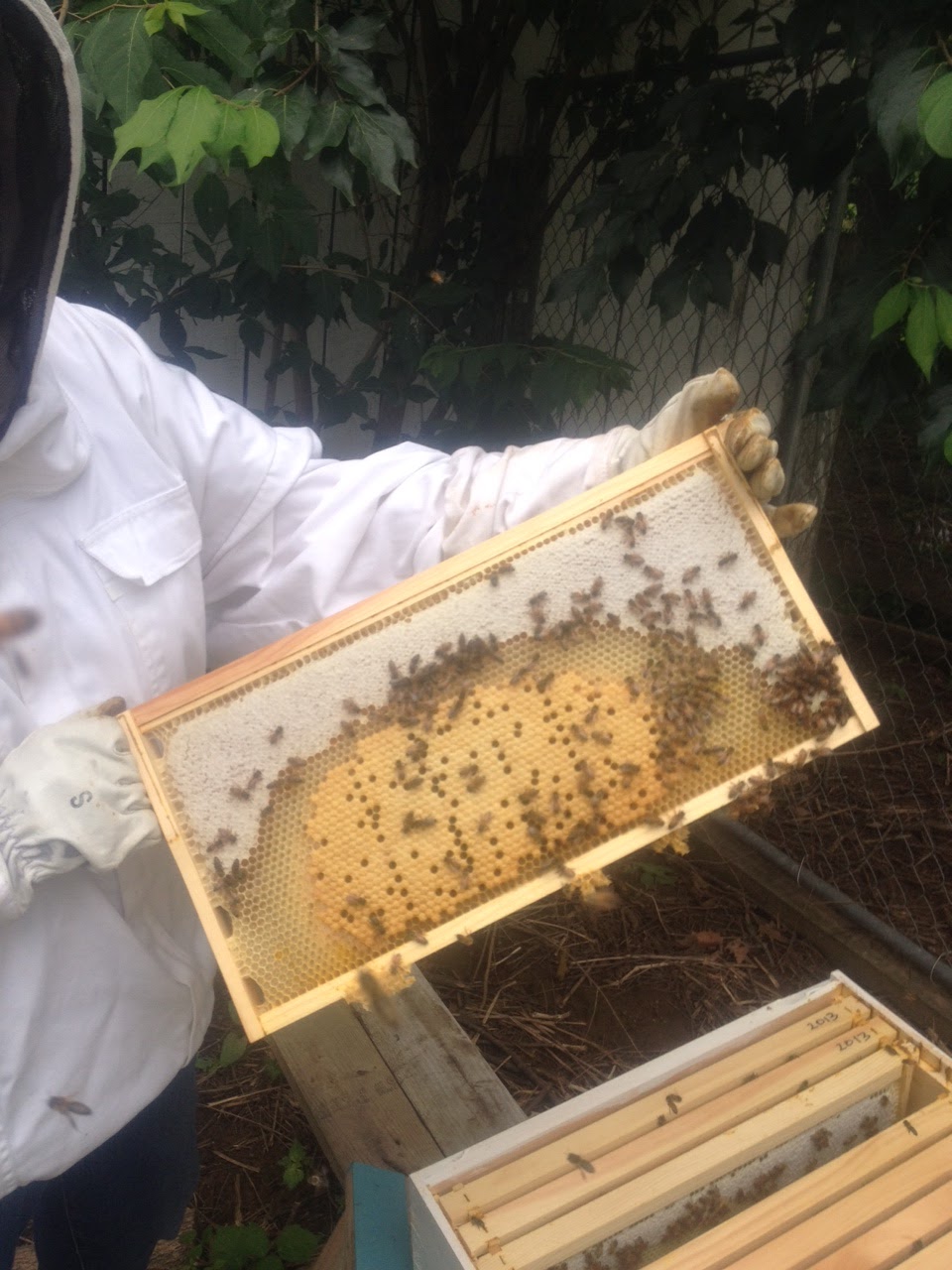 Mike and Carol's Bees