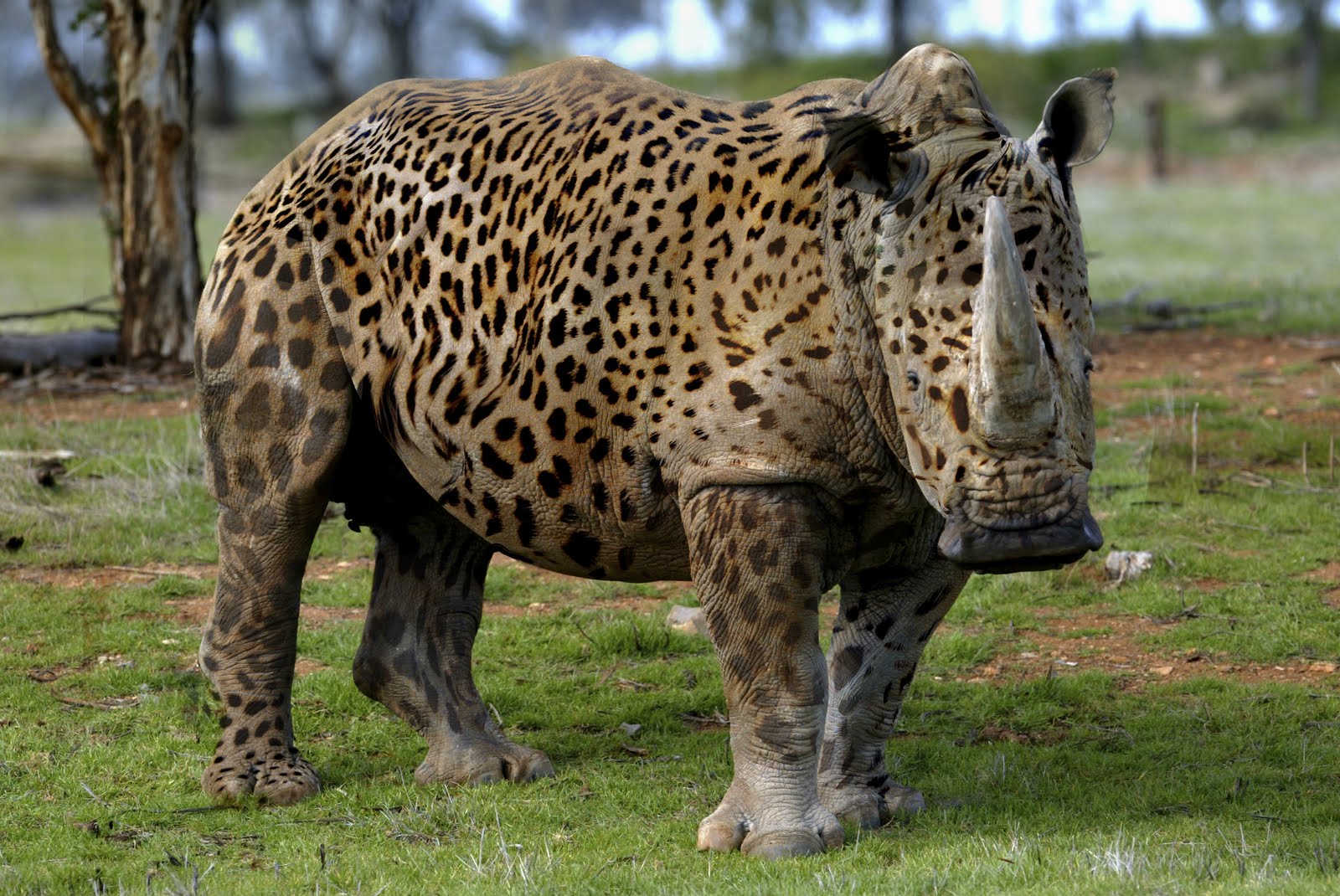 I Could Not Think of a Clever Name for this Blog: Animal Skin