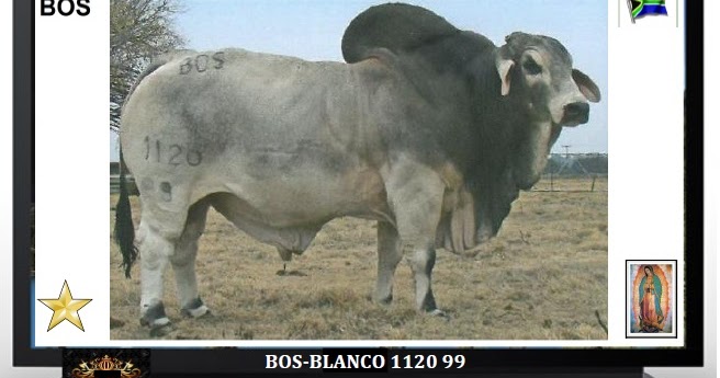CEBÚ ♥ ♥ ♥ ZEBÚ♔♕♖♗♘ LA PASIÓN POR EL #CEBÚ #ZEBU: BOS-BLANCO 1120 99 ...