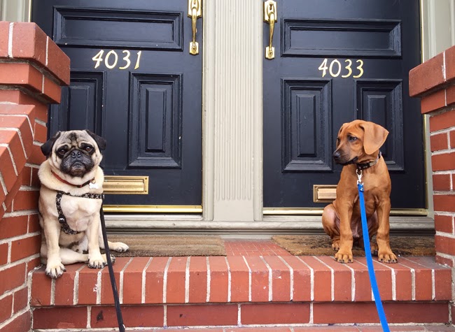 The Daily Puglet: ERNIE