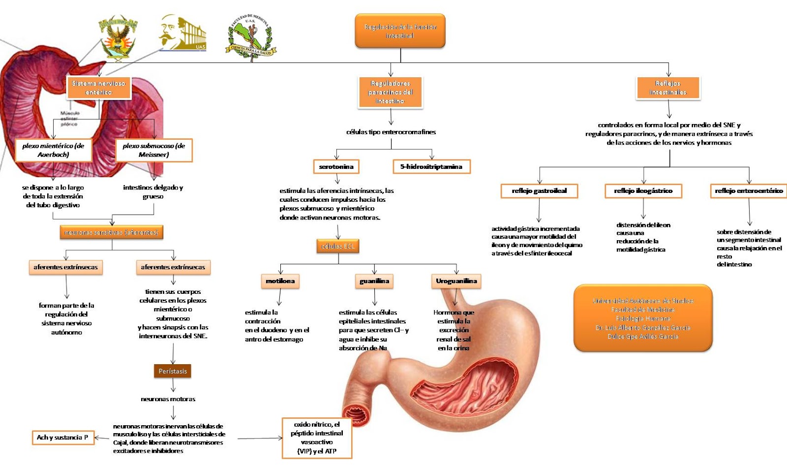 Dulce Gpe Avilés García Fisiología 2016 Gpo 10: Regulación de la ...