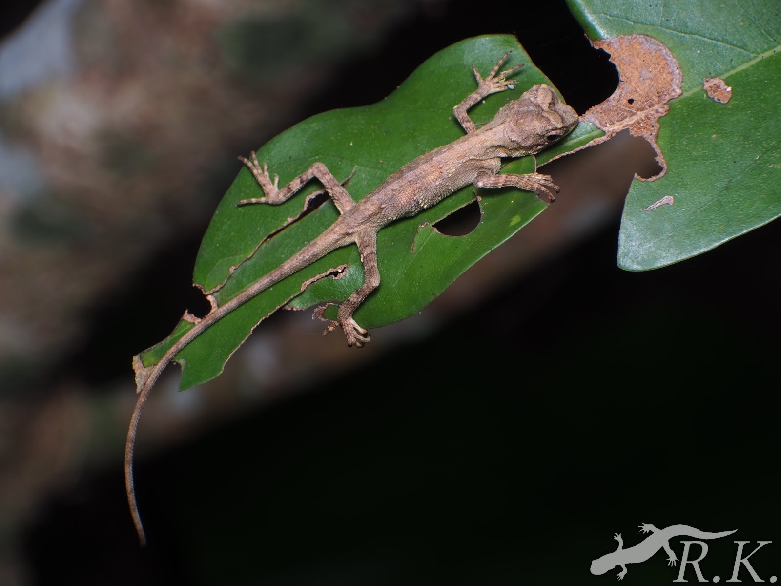 小さな隣人たちの世界: サキシマキノボリトカゲ Diploderma polygonatum ishigakiense (Van ...
