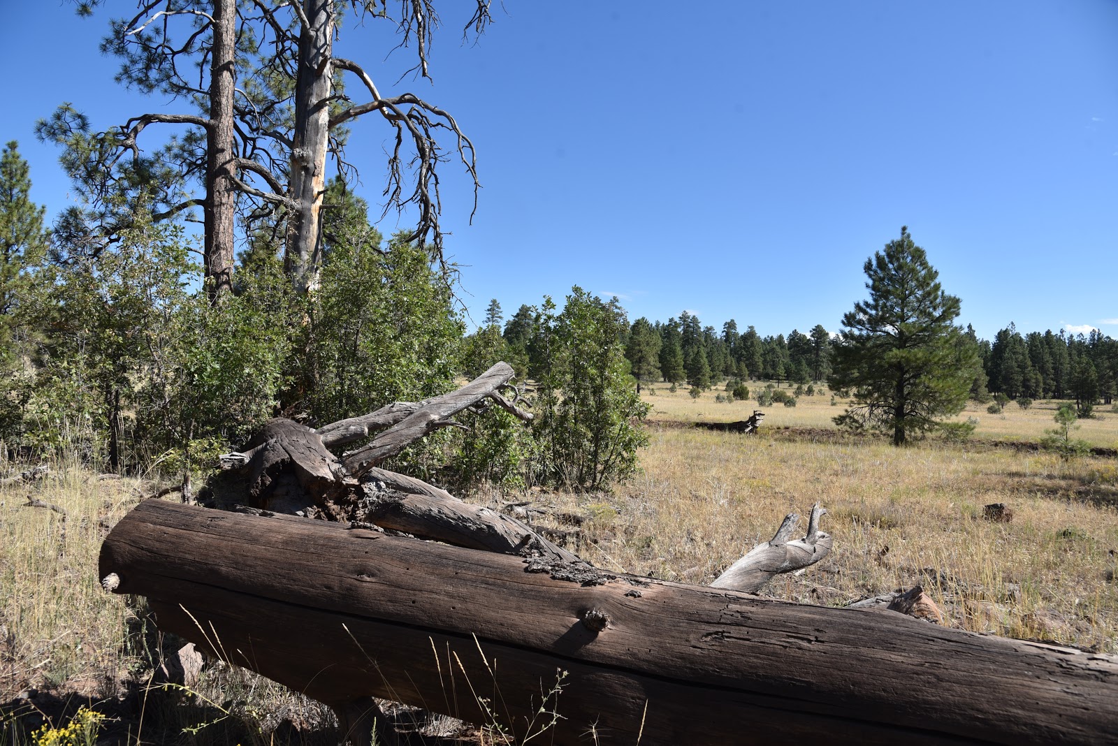 Arizona Hiking: SYCAMORE POINT TRAIL