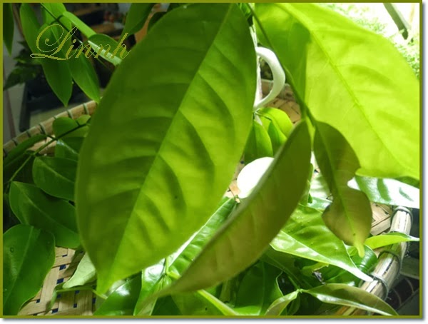 咖啡与面包的交响曲, Linnh: Daun Jenereh & Daun Serai Kayu