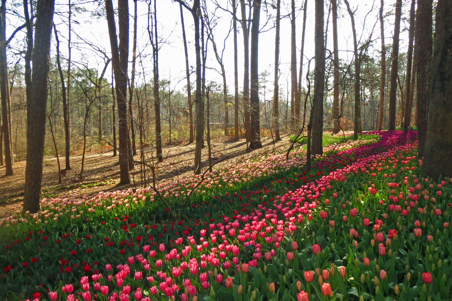 An Arkies Musings: Tulip Mania