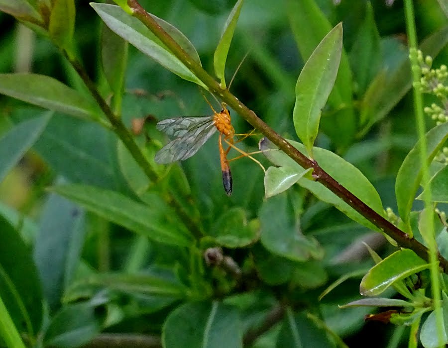 Port and Wey: Portland Insects T-Z
