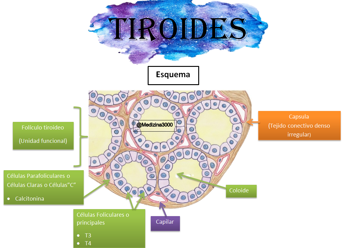 Histología de la Glándula Tiroides