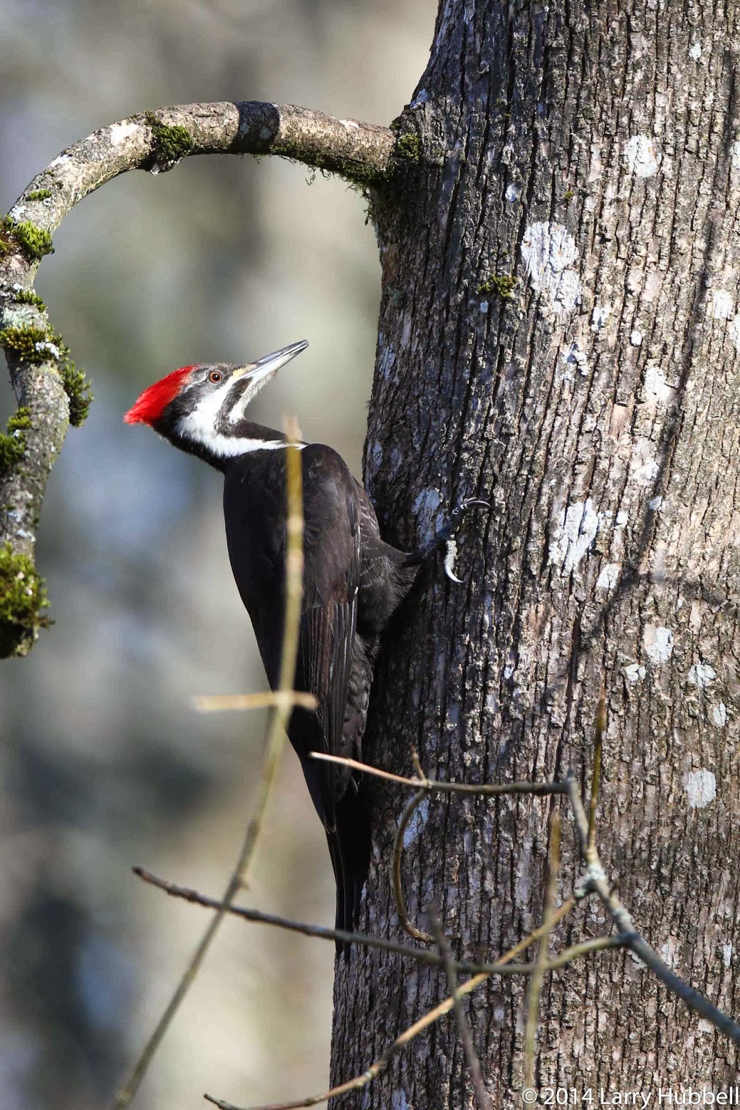 Union Bay Watch : Picidae, Picidae, What do you see?