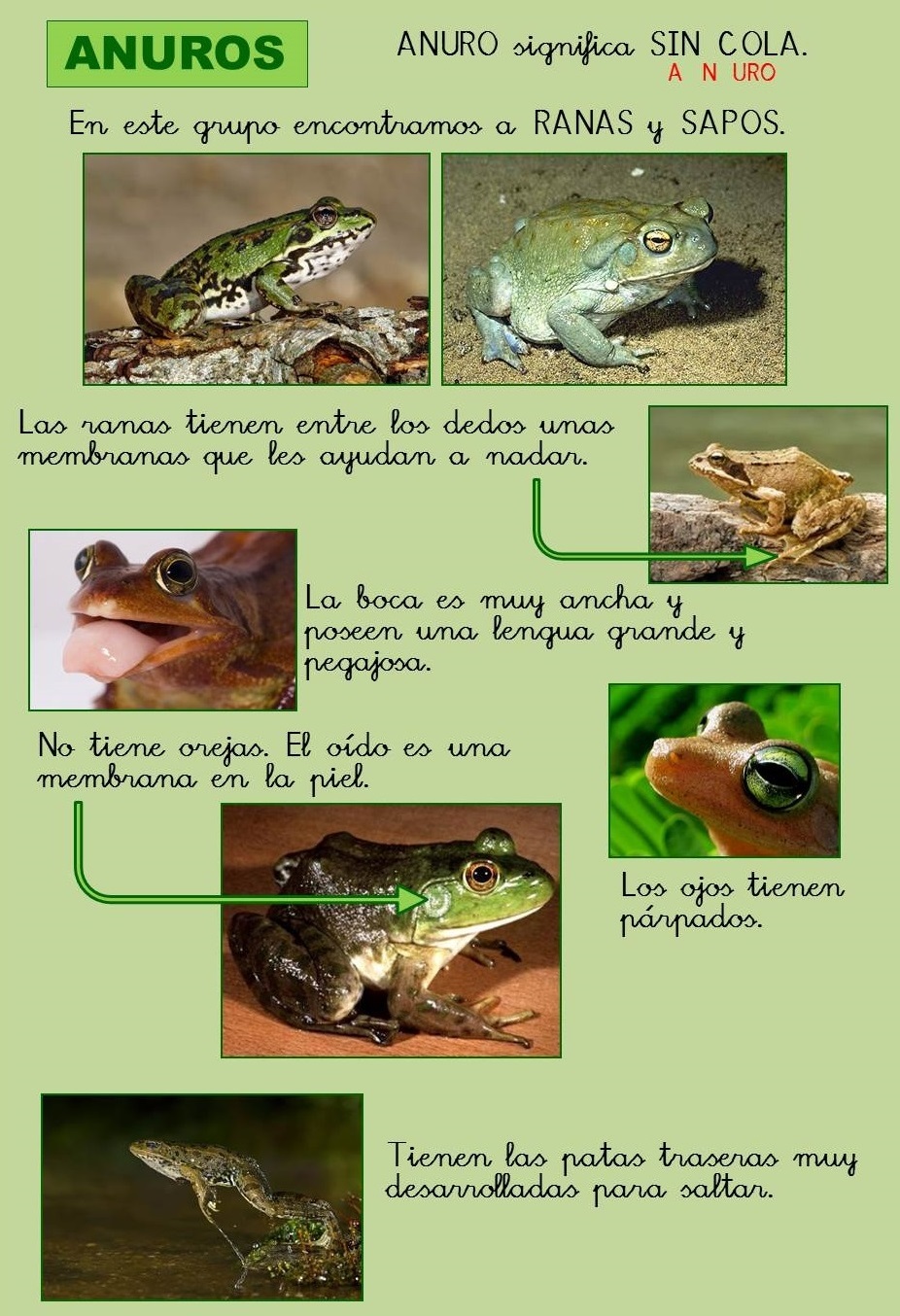 El Monstruito en Monteagudo: Vertebrados IV- Anfibios.