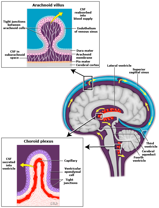EL RINCÓN DE LA MEDICINA INTERNA. juanpedromacaluso@yahoo.com.ar ...