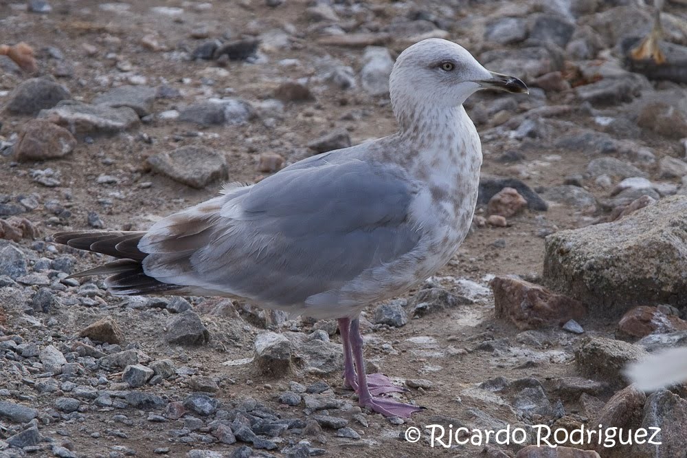 Larus.eus: (Larus Thayeri) Thayer's gull / Gaviota esquimal / Kaio eskimala