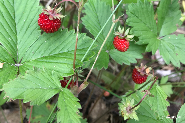 Merikaisla tuulessa : Ojanpientareen ja niittyjen kukkia