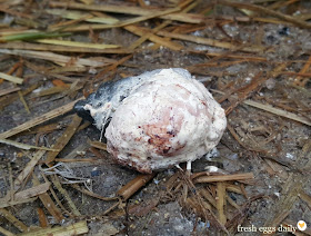Chicken Shed Intestinal Lining - coops chicken