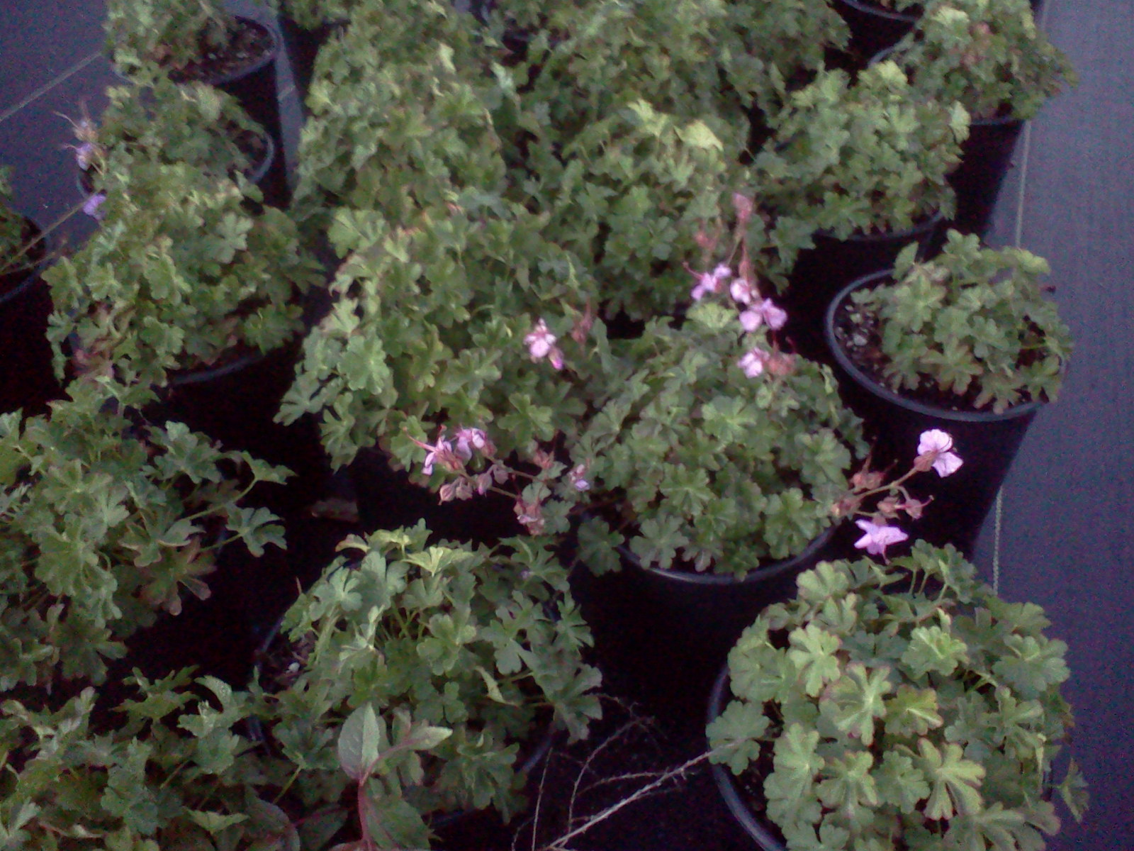 Recent Plant Photos at Western Tree Nursery: Perennial and Grass ...