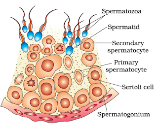 Human Reproduction - Notes | Class 12 | Part 3: Spermatogenesis