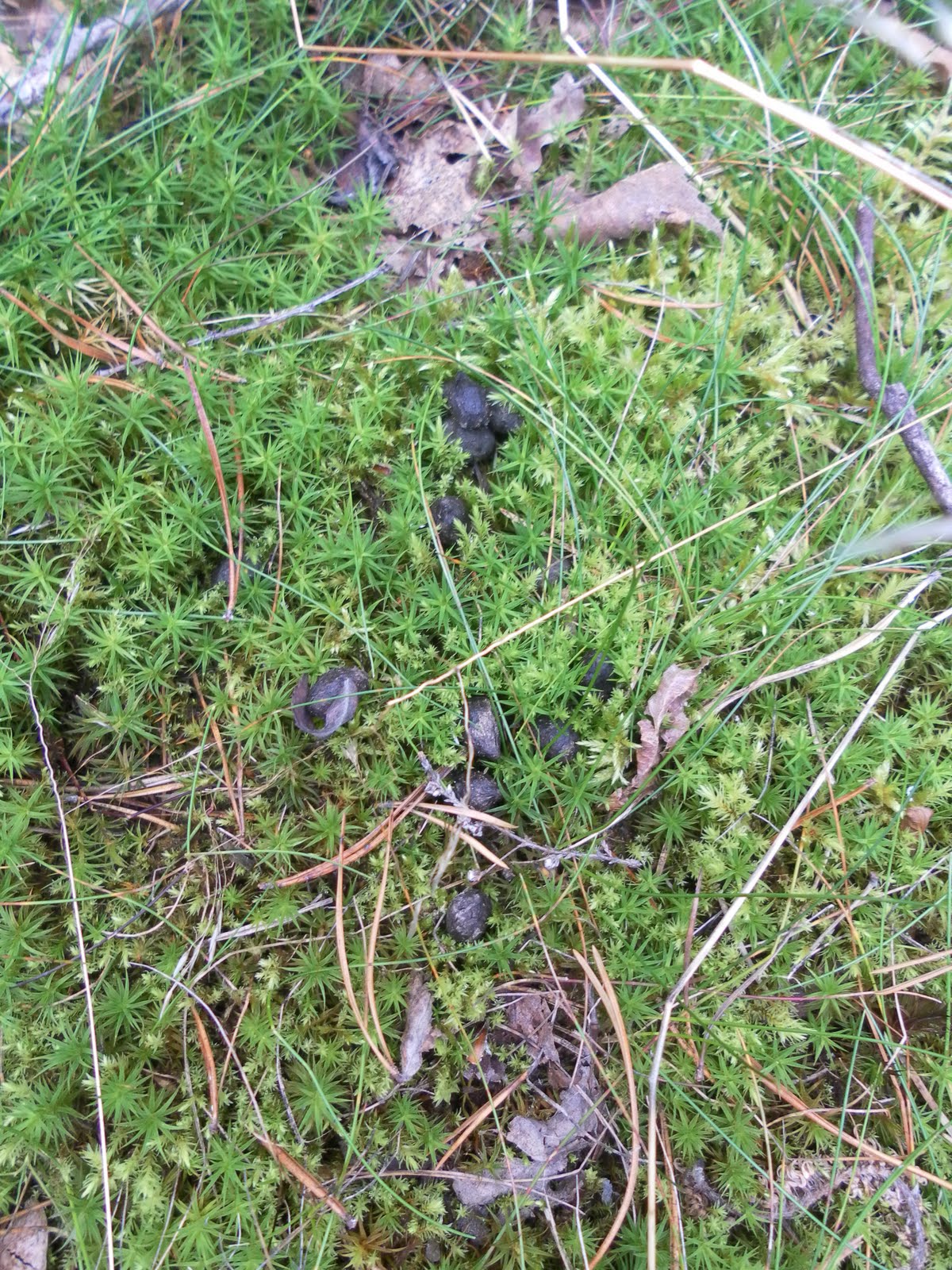 Klass 1A Slättgårdsskolan: Vi letar myrstackar!