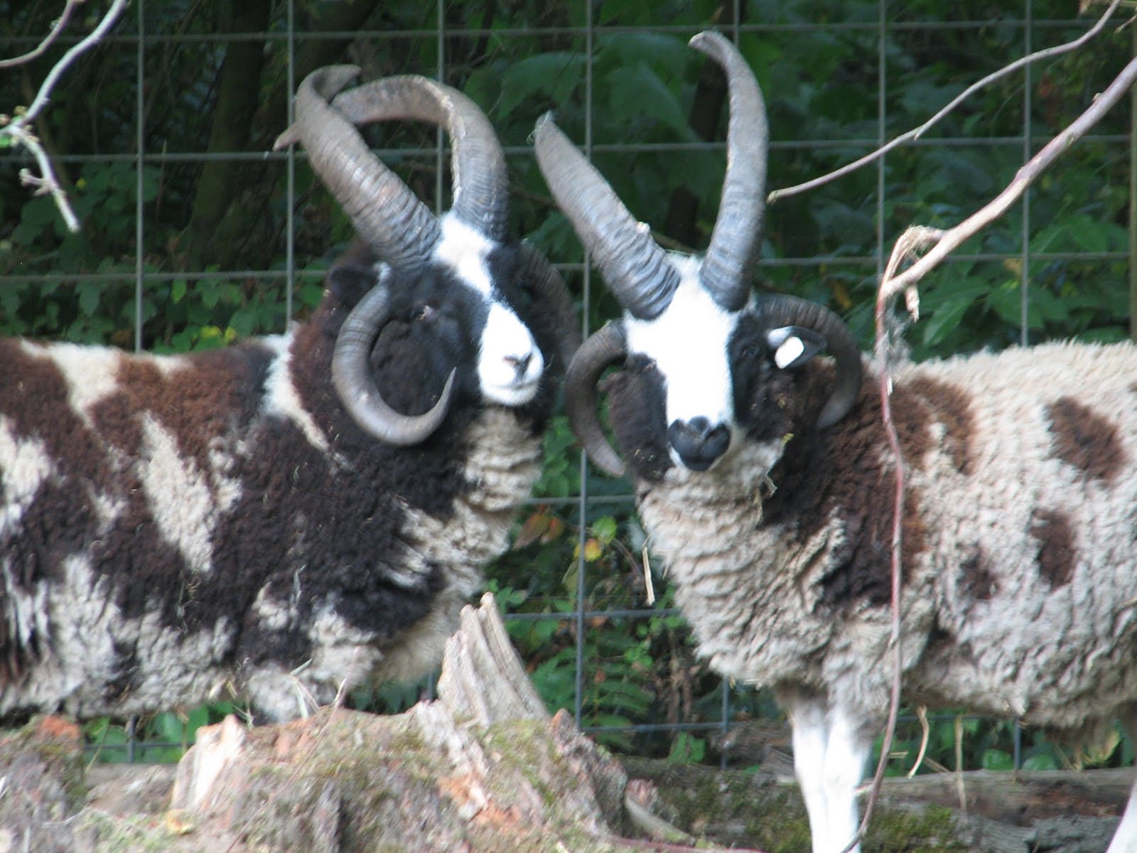 Spotted Sheep Shop: Jacob Sheep ~Rams For Sale