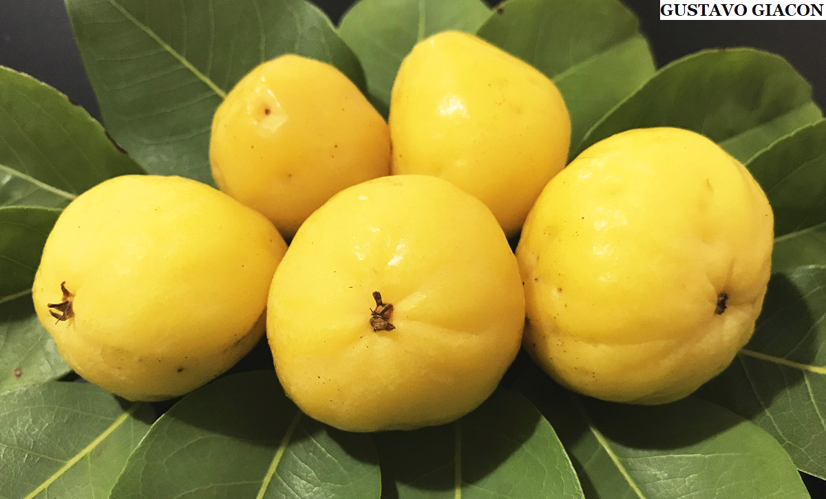 Viveiro Ciprest - Plantas Nativas e Exóticas: Cagaita ( Eugenia ...