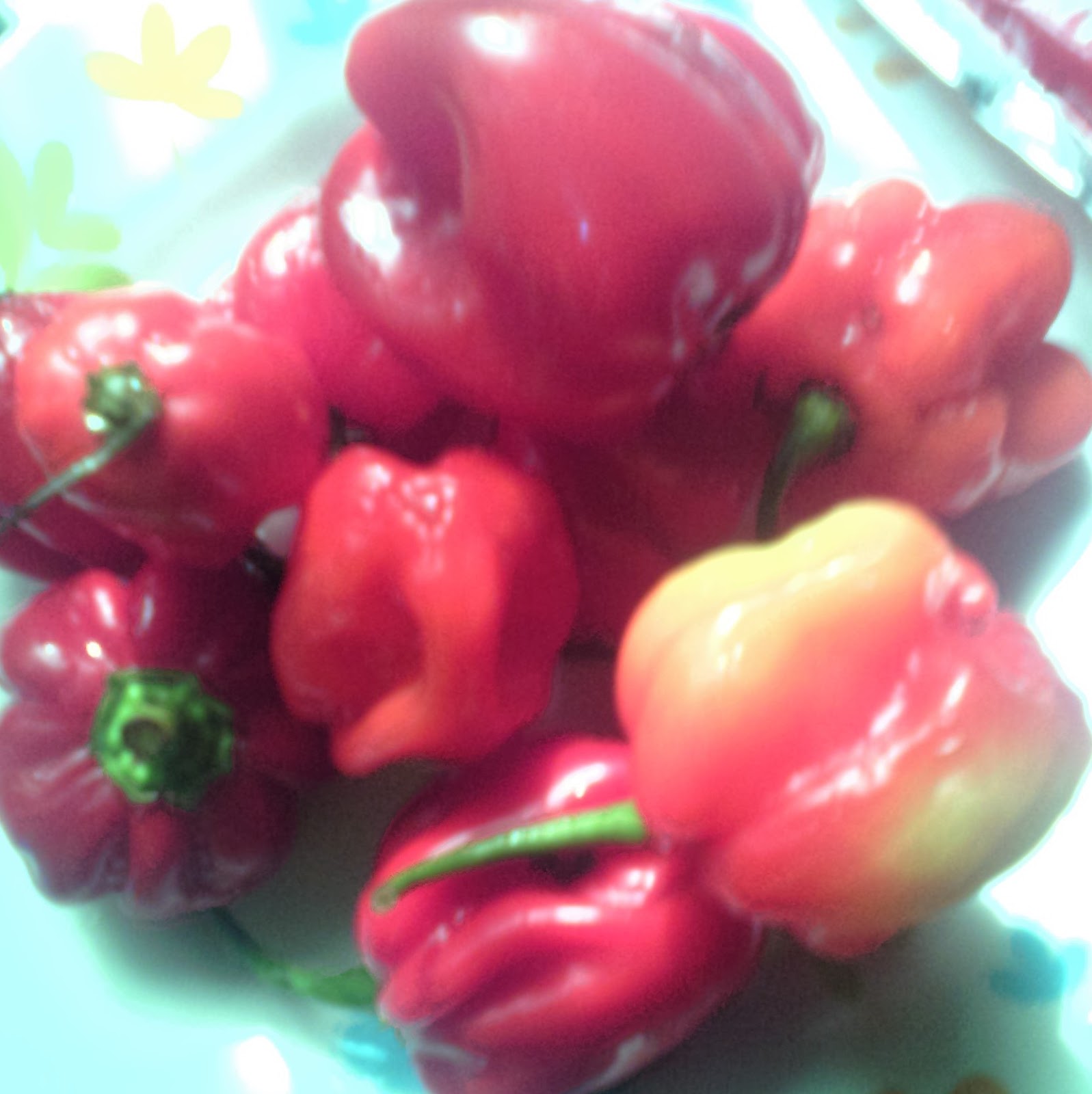 Bettytee Lifestyle blog : HEALTH BENEFIT OF EATING HABANEROS {ATARODO ...