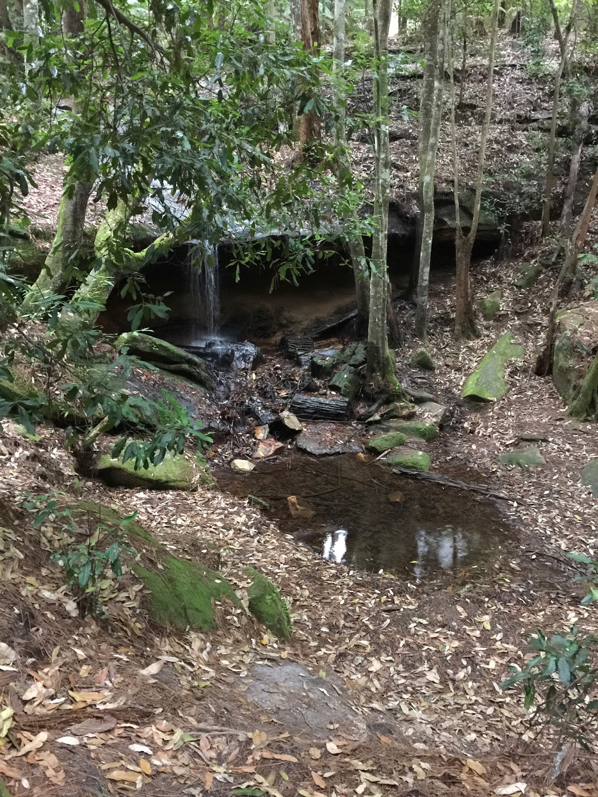 Walking The Parks: Abbott Falls Walking Track - Olney State Forest
