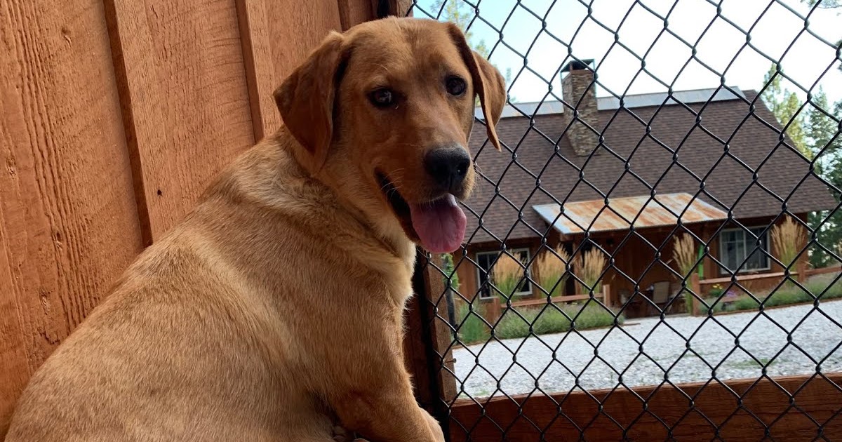 Ember's Red Goldadors: Available Puppies