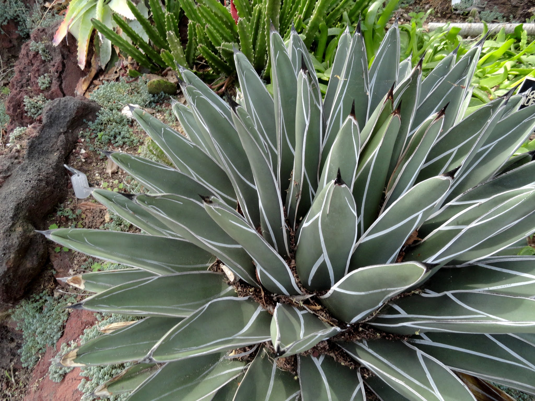 danger garden: The Huntington: agaves and yucca and aloe... oh my!