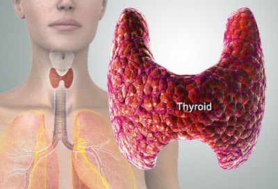 NUKILAN MAISARAH: APA ITU TIROID ( THYROID )