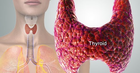 NUKILAN MAISARAH: APA ITU TIROID ( THYROID )