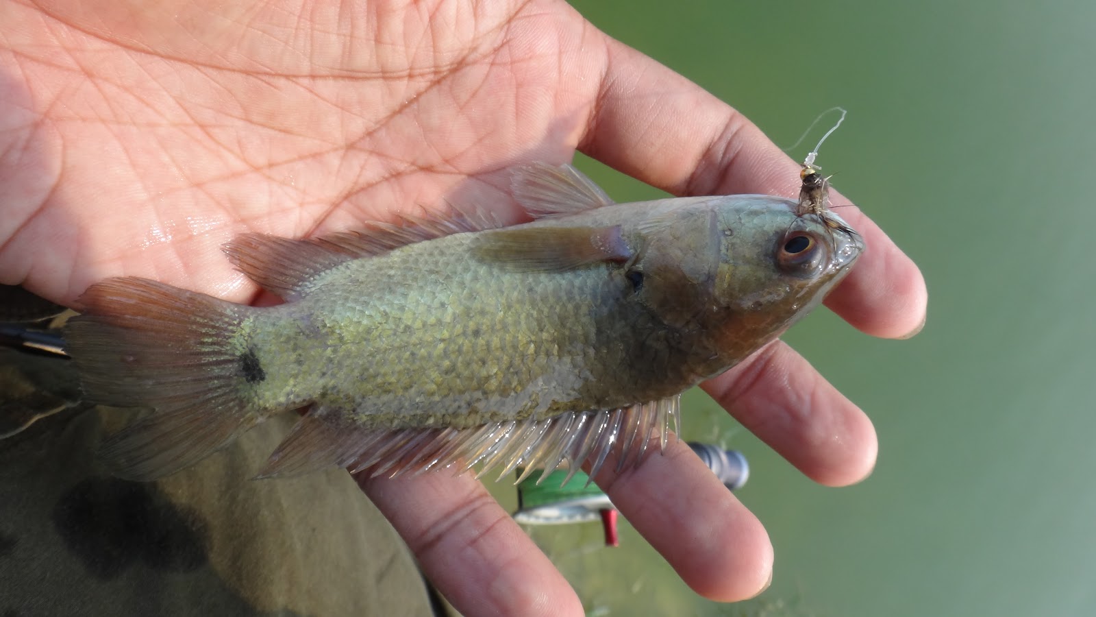 Kenz Fishing; lure casting and fly fishing...: Fly fishing for Puyu