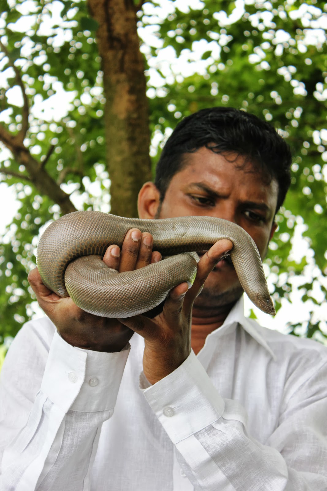 PAWS-Mumbai Press Kit Update: Sand Boa rescued from Goregaon Aarey ...