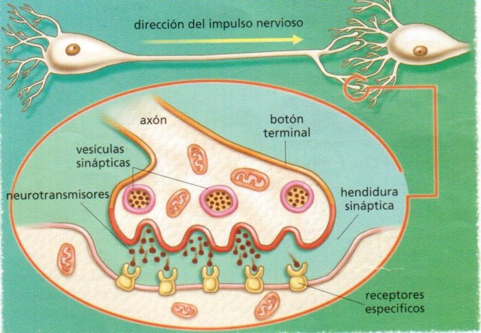anatomia: sistema nervioso y endocrino