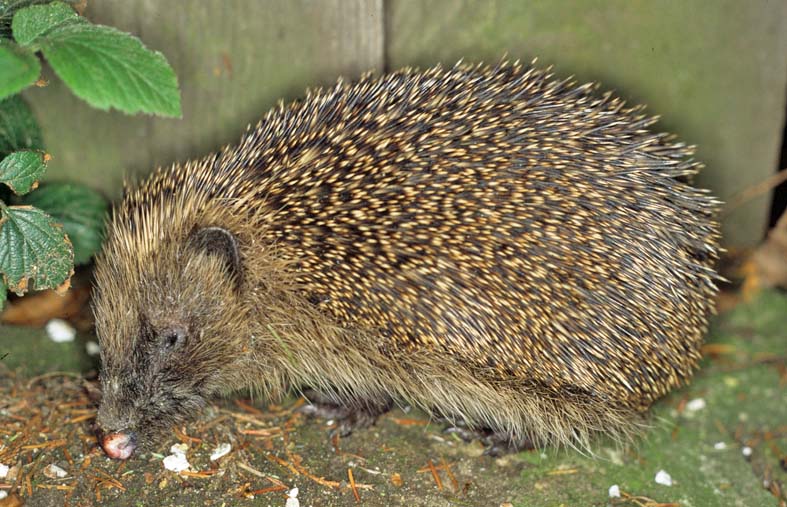 A Guide to Garden Wildlife: Programme Three: Hedges