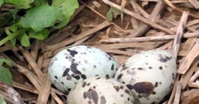 Intelligence Saved the Partridge Eggs African Folklore | Chic African ...