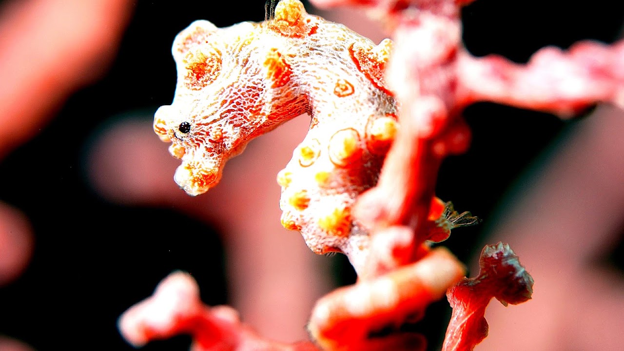 Amazing Facts About Seahorses Horse Choices amazing-facts-about-seahorses-horse-choices