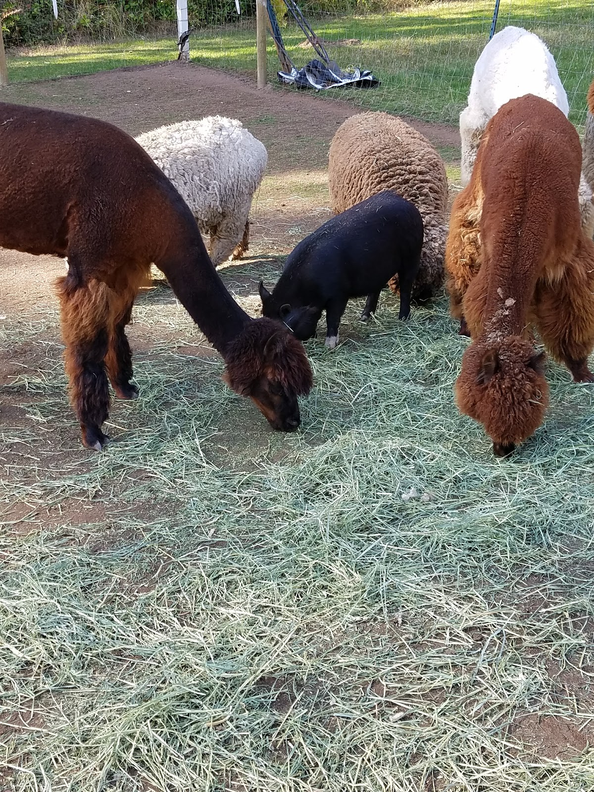 Happy Farm Animals - Busy As Can Be